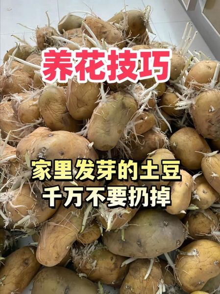 发芽土豆能吃吗_怎样处理才安全-第3张图片-山城妙识 发芽土豆能吃吗_怎样处理才安全-第3张图片-山城妙识