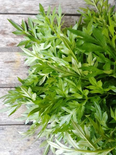 茼蒿为什么叫皇帝菜_皇帝菜名字的由来-第2张图片-山城妙识 茼蒿为什么叫皇帝菜_皇帝菜名字的由来-第2张图片-山城妙识