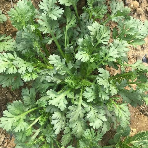 茼蒿为什么叫皇帝菜_皇帝菜名字的由来-第3张图片-山城妙识 茼蒿为什么叫皇帝菜_皇帝菜名字的由来-第3张图片-山城妙识