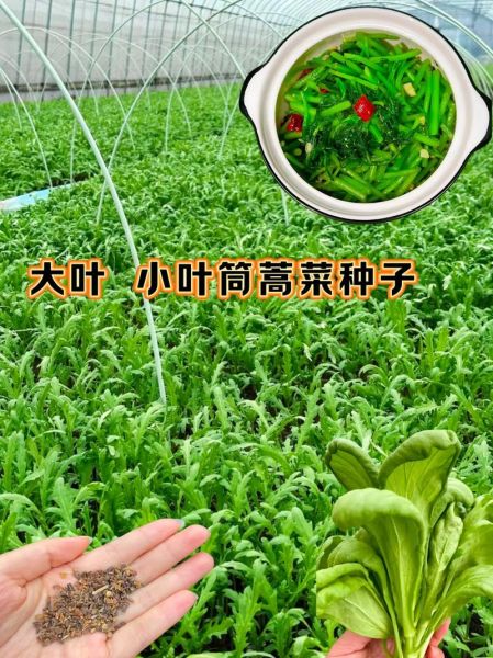 茼蒿为什么叫皇帝菜_皇帝菜名字的由来-第1张图片-山城妙识 茼蒿为什么叫皇帝菜_皇帝菜名字的由来-第1张图片-山城妙识