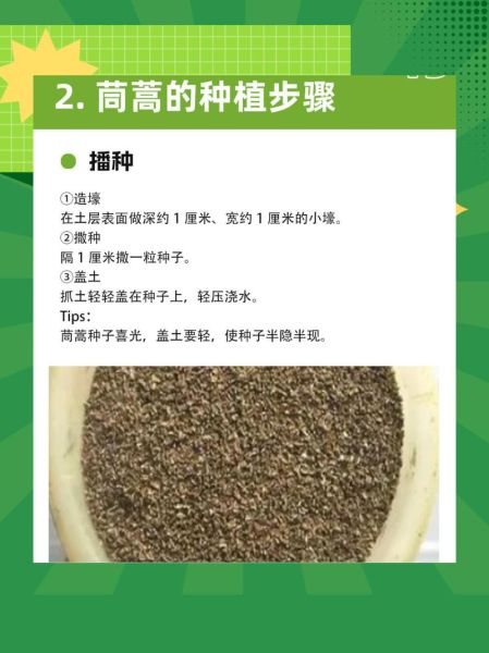 茼蒿什么时候播种最好_茼蒿播种最佳月份-第1张图片-山城妙识 茼蒿什么时候播种最好_茼蒿播种最佳月份-第1张图片-山城妙识