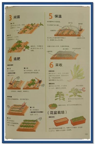 茼蒿什么时候播种最好_茼蒿播种最佳月份-第3张图片-山城妙识 茼蒿什么时候播种最好_茼蒿播种最佳月份-第3张图片-山城妙识