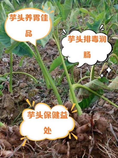 芋头能降血糖吗_芋头哪些人不能吃-第2张图片-山城妙识