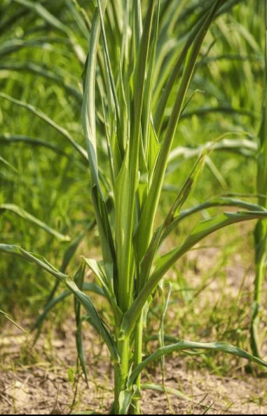 香茅长什么样_香茅图片大全哪里找-第1张图片-山城妙识