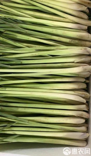 香茅长什么样_香茅图片大全哪里找-第3张图片-山城妙识