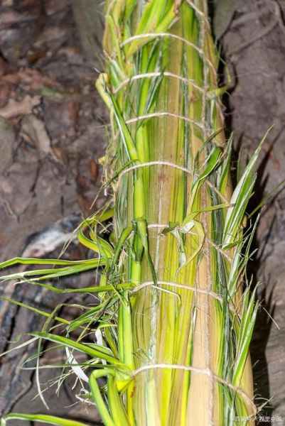 香茅长什么样_香茅图片大全哪里找-第2张图片-山城妙识