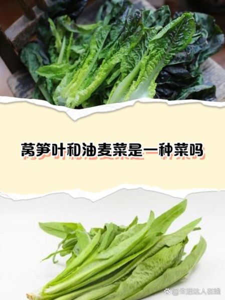 油麦菜和莴笋叶的区别_哪个更有营养-第2张图片-山城妙识