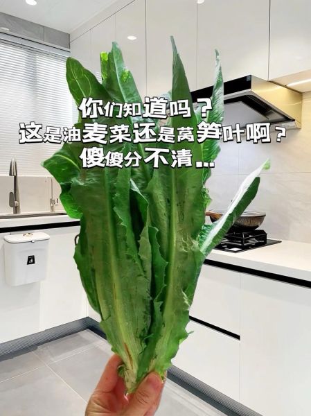油麦菜和莴笋叶的区别_哪个更有营养-第3张图片-山城妙识