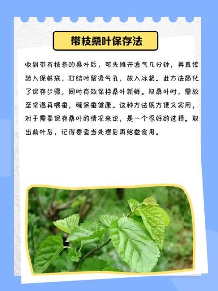 新鲜桑叶怎么吃_新鲜桑叶的禁忌-第3张图片-山城妙识