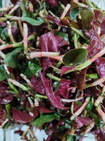 女人吃鱼腥草的副作用_经期能吃吗-第2张图片-山城妙识