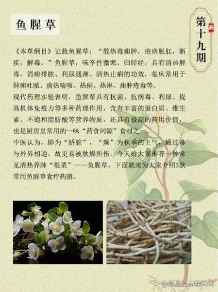 女人吃鱼腥草的副作用_经期能吃吗-第1张图片-山城妙识