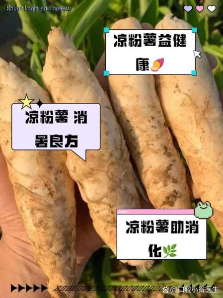 凉薯的功效与作用_凉薯怎么吃最健康-第1张图片-山城妙识