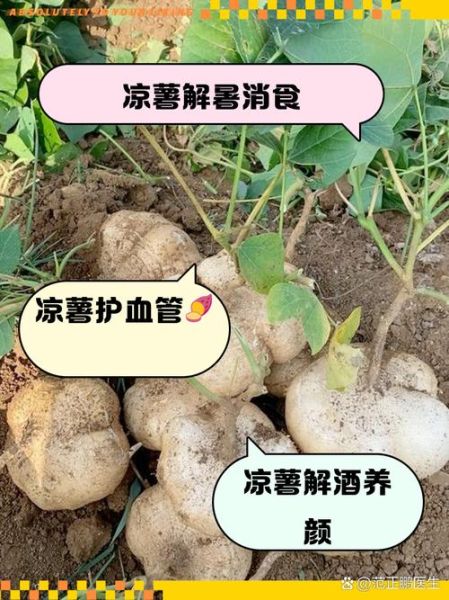 凉薯的功效与作用_凉薯怎么吃最健康-第3张图片-山城妙识