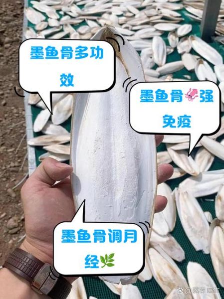 墨鱼骨头有什么用途_墨鱼骨头的功效与作用-第3张图片-山城妙识
