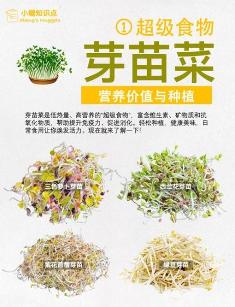 芽苗菜种植技术培训_芽苗菜怎么种才能高产-第1张图片-山城妙识 芽苗菜种植技术培训_芽苗菜怎么种才能高产-第1张图片-山城妙识