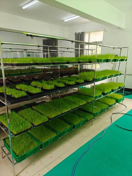 芽苗菜种植技术培训_芽苗菜怎么种才能高产-第3张图片-山城妙识 芽苗菜种植技术培训_芽苗菜怎么种才能高产-第3张图片-山城妙识