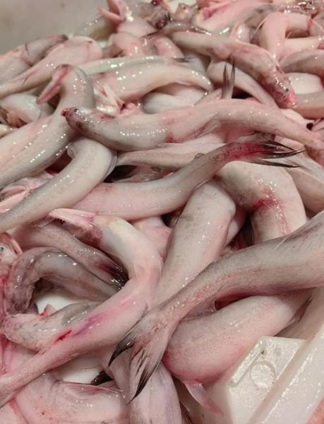 龙头鱼的营养价值_龙头鱼的功效与作用-第2张图片-山城妙识 龙头鱼的营养价值_龙头鱼的功效与作用-第2张图片-山城妙识