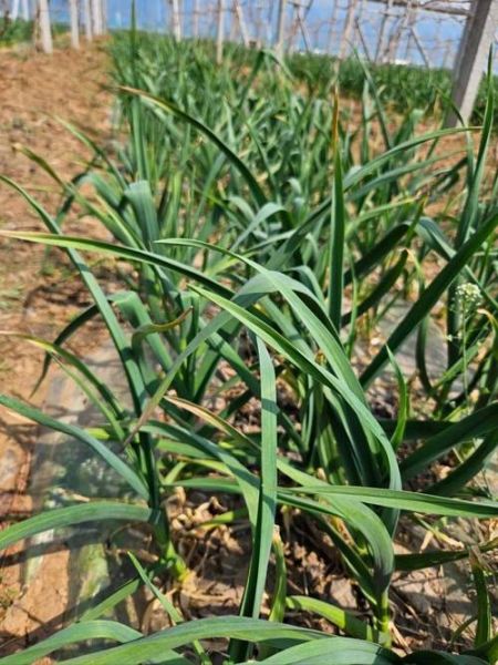 大蒜叶子发黄怎么办_大蒜叶子可以吃吗-第2张图片-山城妙识