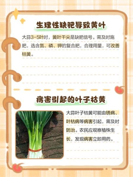 大蒜叶子发黄怎么办_大蒜叶子可以吃吗-第1张图片-山城妙识