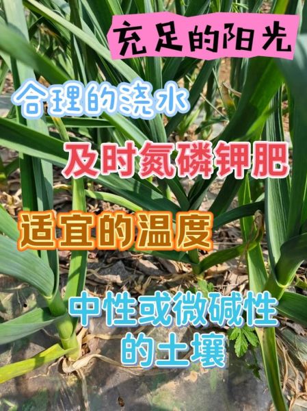 大蒜叶子发黄怎么办_大蒜叶子可以吃吗-第3张图片-山城妙识