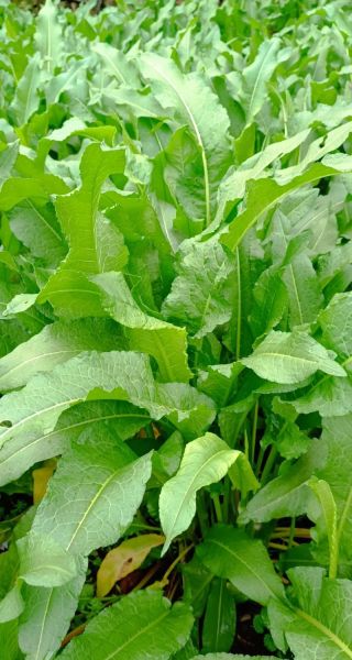 牛舌头根的功效与作用_牛舌头根怎么吃-第2张图片-山城妙识 牛舌头根的功效与作用_牛舌头根怎么吃-第2张图片-山城妙识