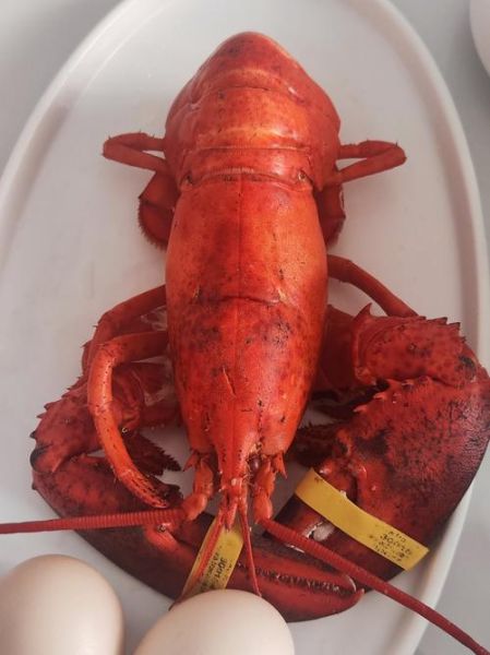 大龙虾多少钱一斤_大龙虾价格受哪些因素影响-第3张图片-山城妙识