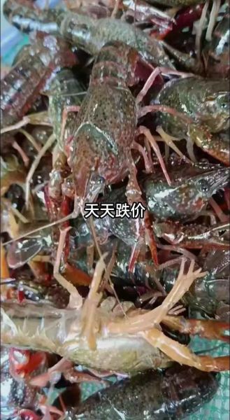 大龙虾多少钱一斤_大龙虾价格受哪些因素影响-第2张图片-山城妙识