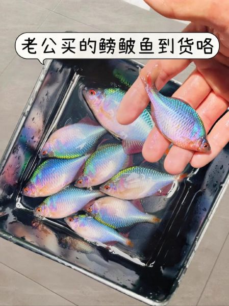 鳑鲏鱼多少钱一斤_鳑鲏鱼价格行情-第1张图片-山城妙识