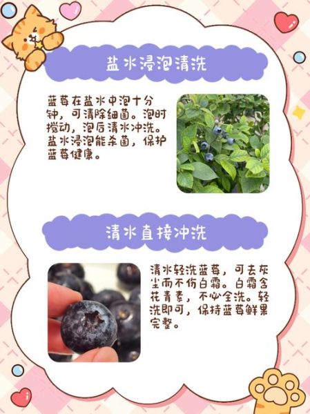 蓝莓怎么洗才干净_蓝莓汁溅到衣服怎么洗-第2张图片-山城妙识