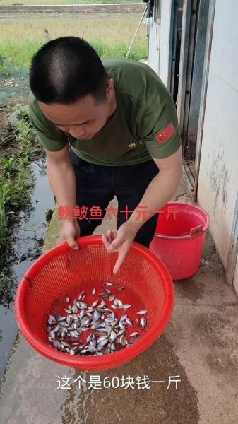鳑鲏鱼多少钱一斤_鳑鲏鱼价格行情-第2张图片-山城妙识