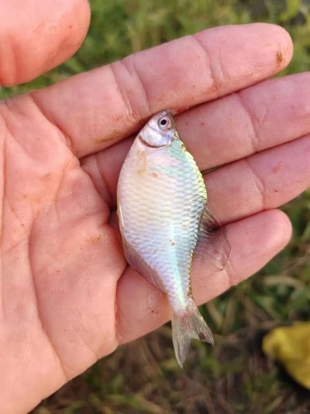 鳑鲏鱼多少钱一斤_鳑鲏鱼价格行情-第3张图片-山城妙识