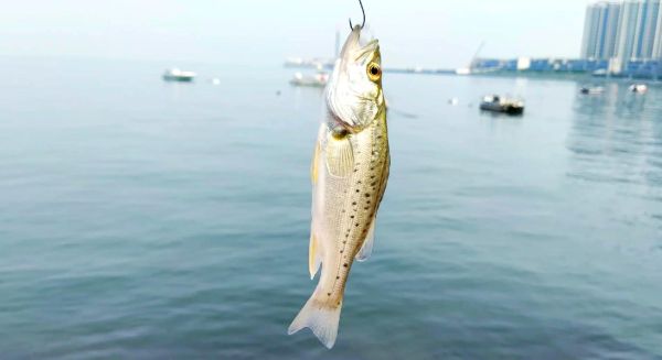 花鲈鱼多少钱一斤_花鲈鱼价格走势-第2张图片-山城妙识