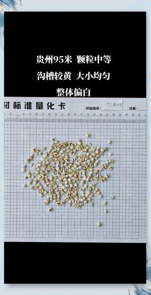 薏米和草珠子有什么区别_怎么一眼区分-第3张图片-山城妙识