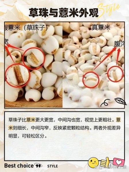 薏米和草珠子有什么区别_怎么一眼区分-第1张图片-山城妙识