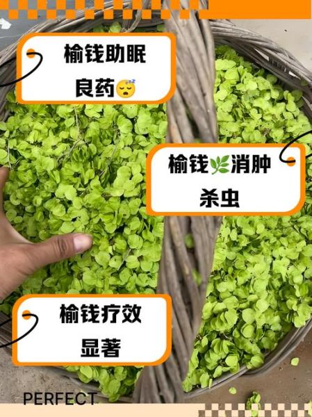 吃榆钱有什么好处_榆钱的功效与作用-第1张图片-山城妙识