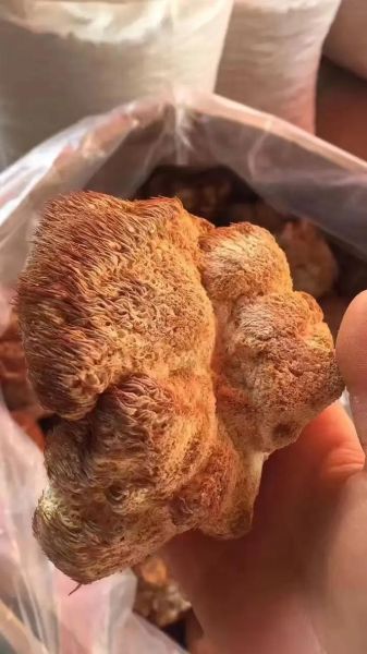 猴头菇的价格多少钱一斤_猴头菇为什么这么贵-第2张图片-山城妙识