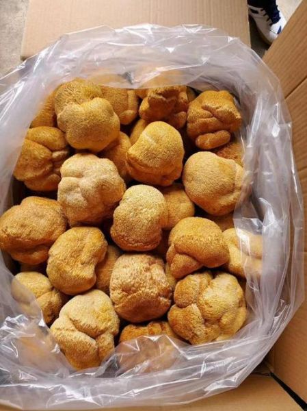 猴头菇的价格多少钱一斤_猴头菇为什么这么贵-第3张图片-山城妙识