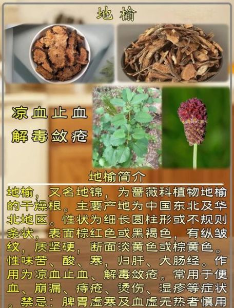 地榆的功效与作用_地榆怎么使用-第1张图片-山城妙识
