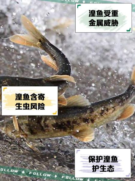 青海湟鱼怎么做好吃_青海湟鱼的家常做法-第1张图片-山城妙识 青海湟鱼怎么做好吃_青海湟鱼的家常做法-第1张图片-山城妙识