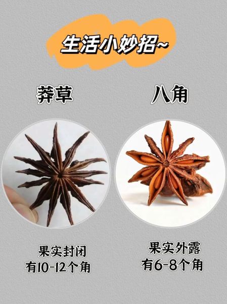 土生姜图片_如何辨别真假土生姜-第2张图片-山城妙识