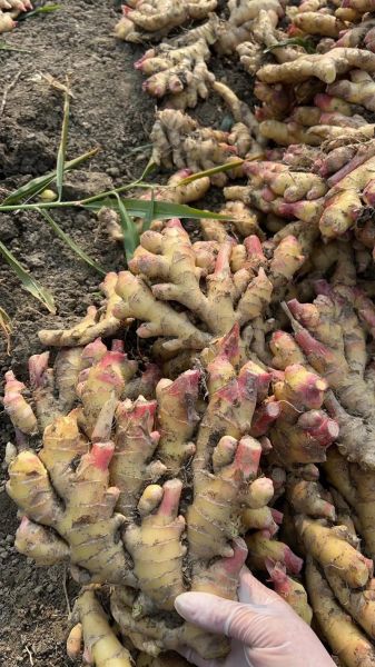 土生姜图片_如何辨别真假土生姜-第3张图片-山城妙识