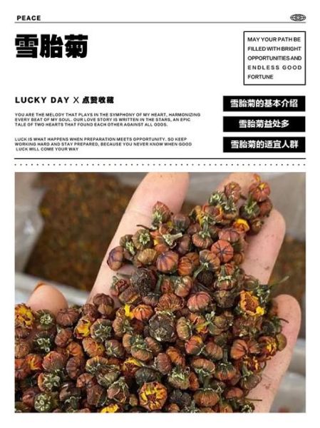 雪菊胎菊的功效与作用_雪菊胎菊适合什么人喝-第3张图片-山城妙识