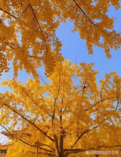 银杏树图片高清图_如何拍出金黄大片感-第1张图片-山城妙识