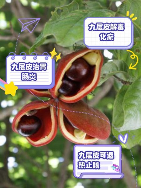 九层皮是什么_九层皮的功效与作用-第1张图片-山城妙识