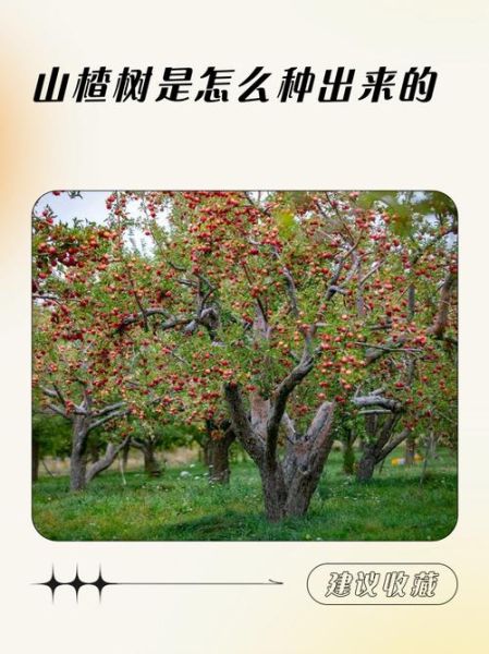 野山楂树怎么种_野山楂树几年结果-第1张图片-山城妙识