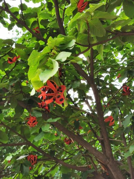 九层皮是什么_九层皮的功效与作用-第2张图片-山城妙识