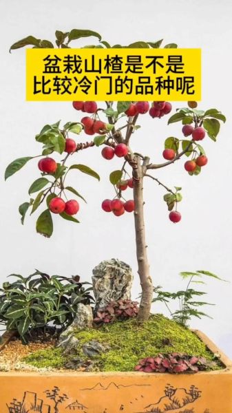 野山楂树怎么种_野山楂树几年结果-第2张图片-山城妙识