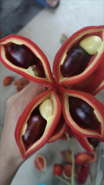 九层皮是什么_九层皮的功效与作用-第3张图片-山城妙识