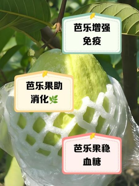 芭乐果的功效与作用_芭乐果怎么吃减肥-第2张图片-山城妙识