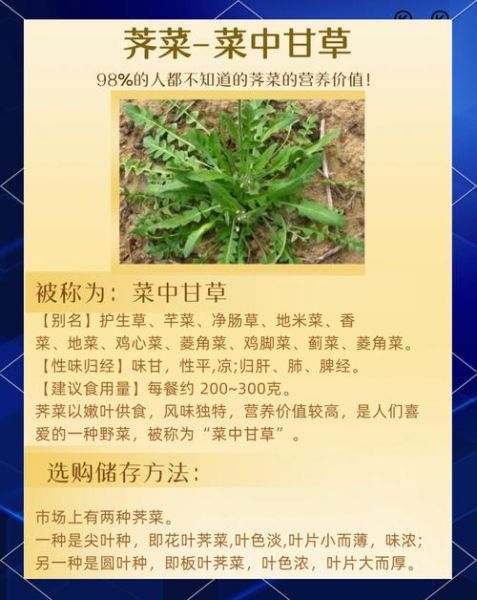 荠菜副作用有哪些_荠菜吃多了会中毒吗-第1张图片-山城妙识 荠菜副作用有哪些_荠菜吃多了会中毒吗-第1张图片-山城妙识